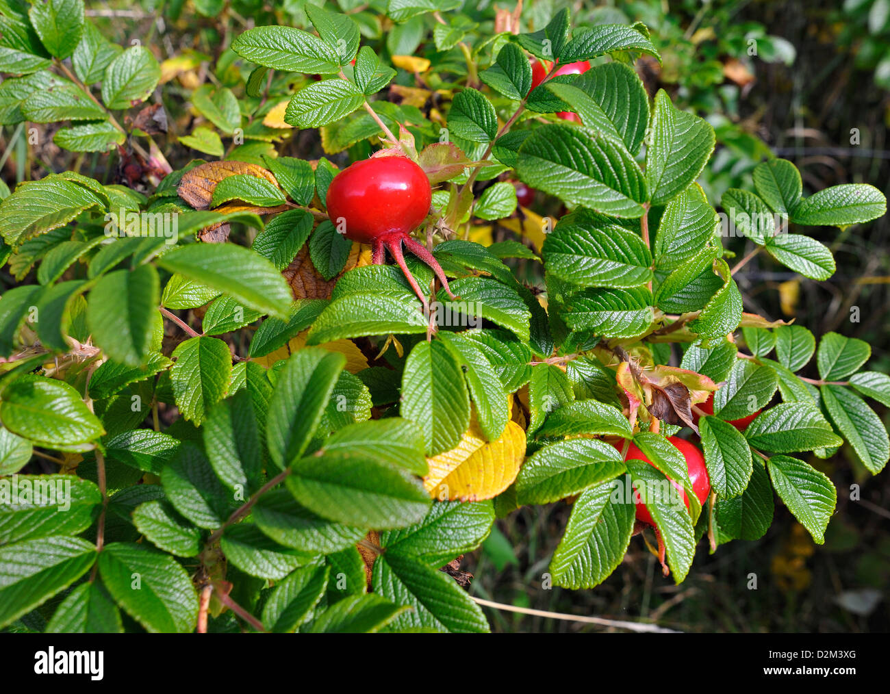 Rugosa garden hi-res stock photography and images - Alamy
