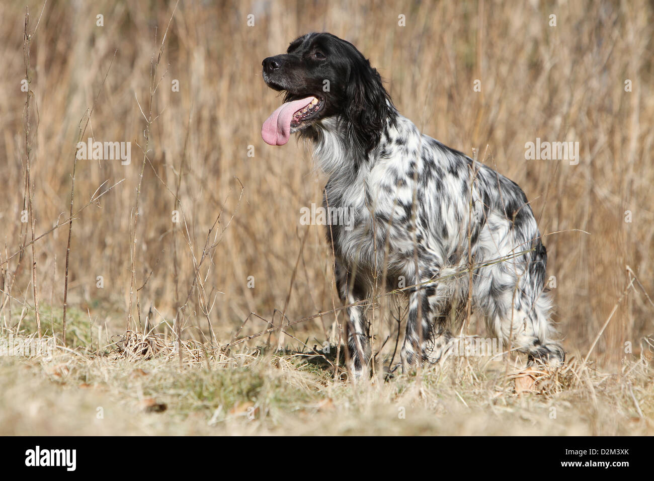 Dog English Setter adult (blue Belton) standing in a field Stock Photo ...