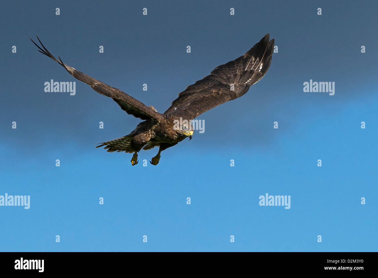 A Common Buzzard hunting Stock Photo - Alamy
