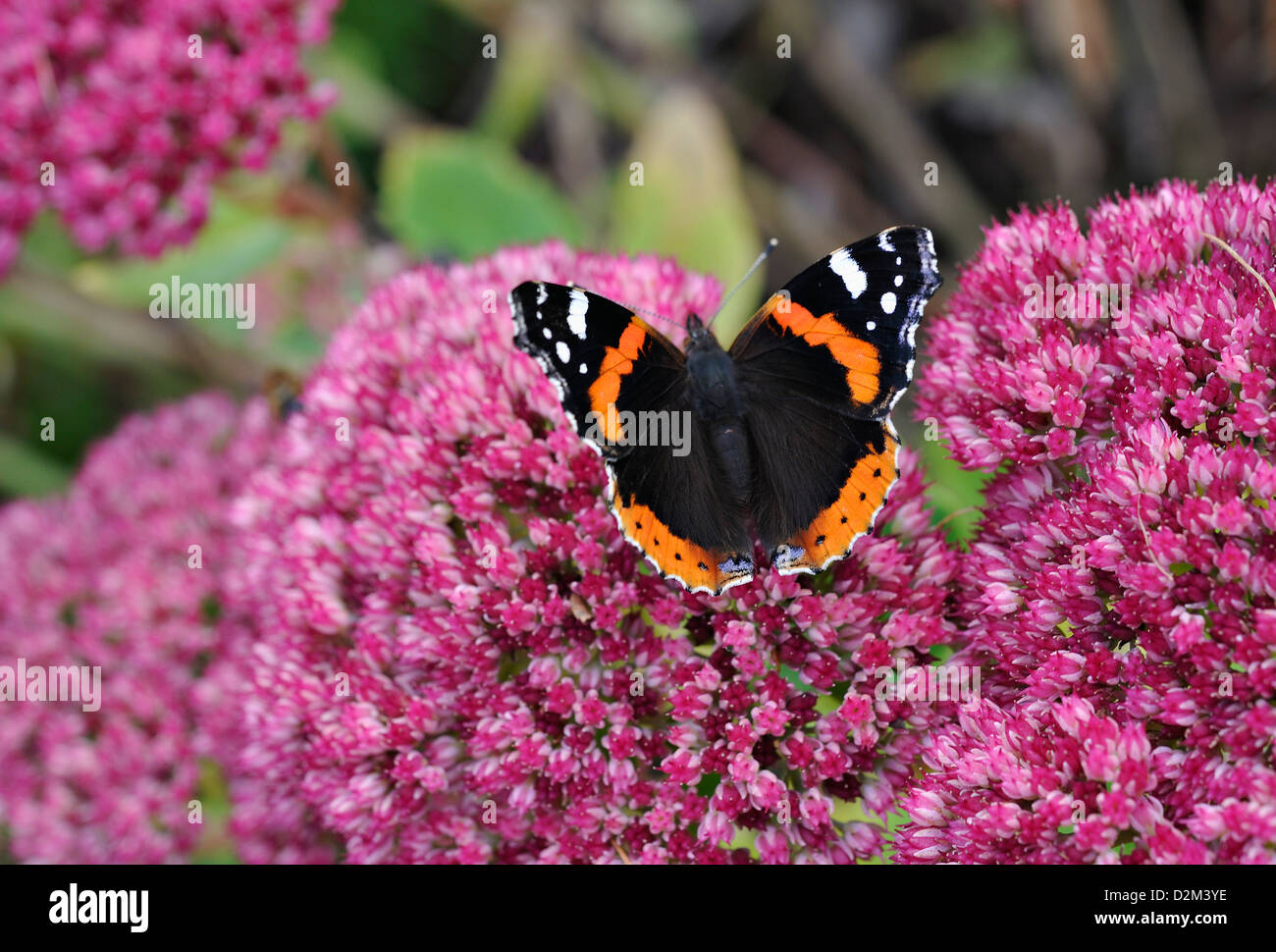 Butterfly In Scotland High Resolution Stock Photography and Images - Alamy