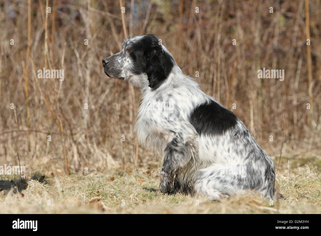 Dog English Setter adult (blue Belton) sitting in a meadow Stock Photo ...