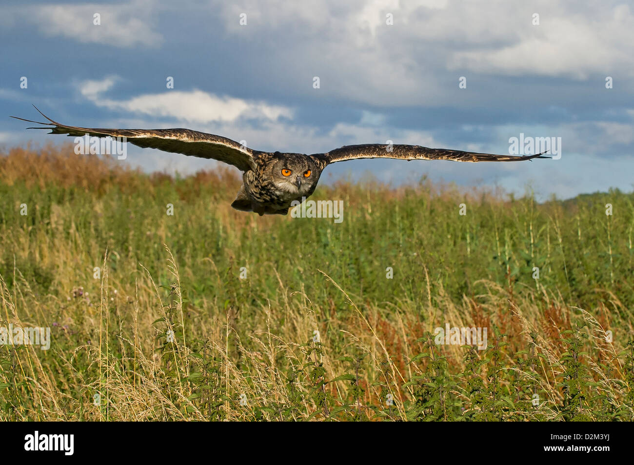 An adult European Eagle-owl flying Stock Photo - Alamy