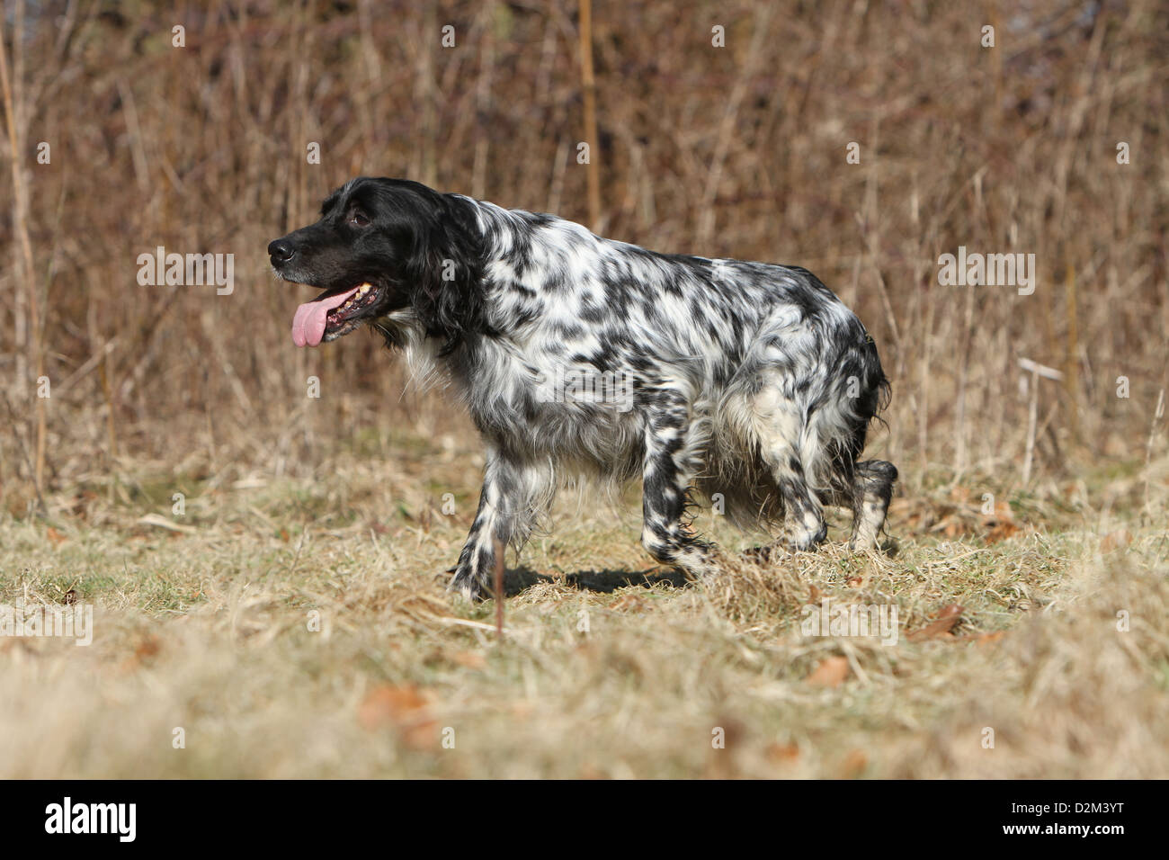 Dog English Setter adult (blue Belton) running in a field Stock Photo ...