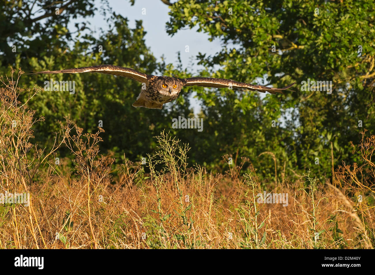 Flying eagle owl hi-res stock photography and images - Alamy