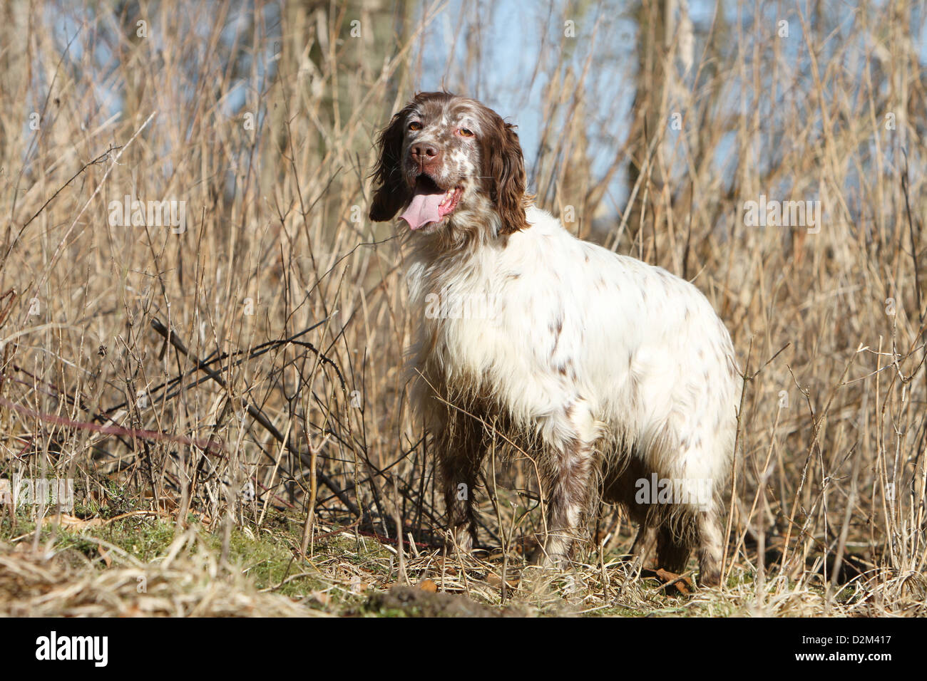 Orange belton setter hi-res stock photography and images - Alamy