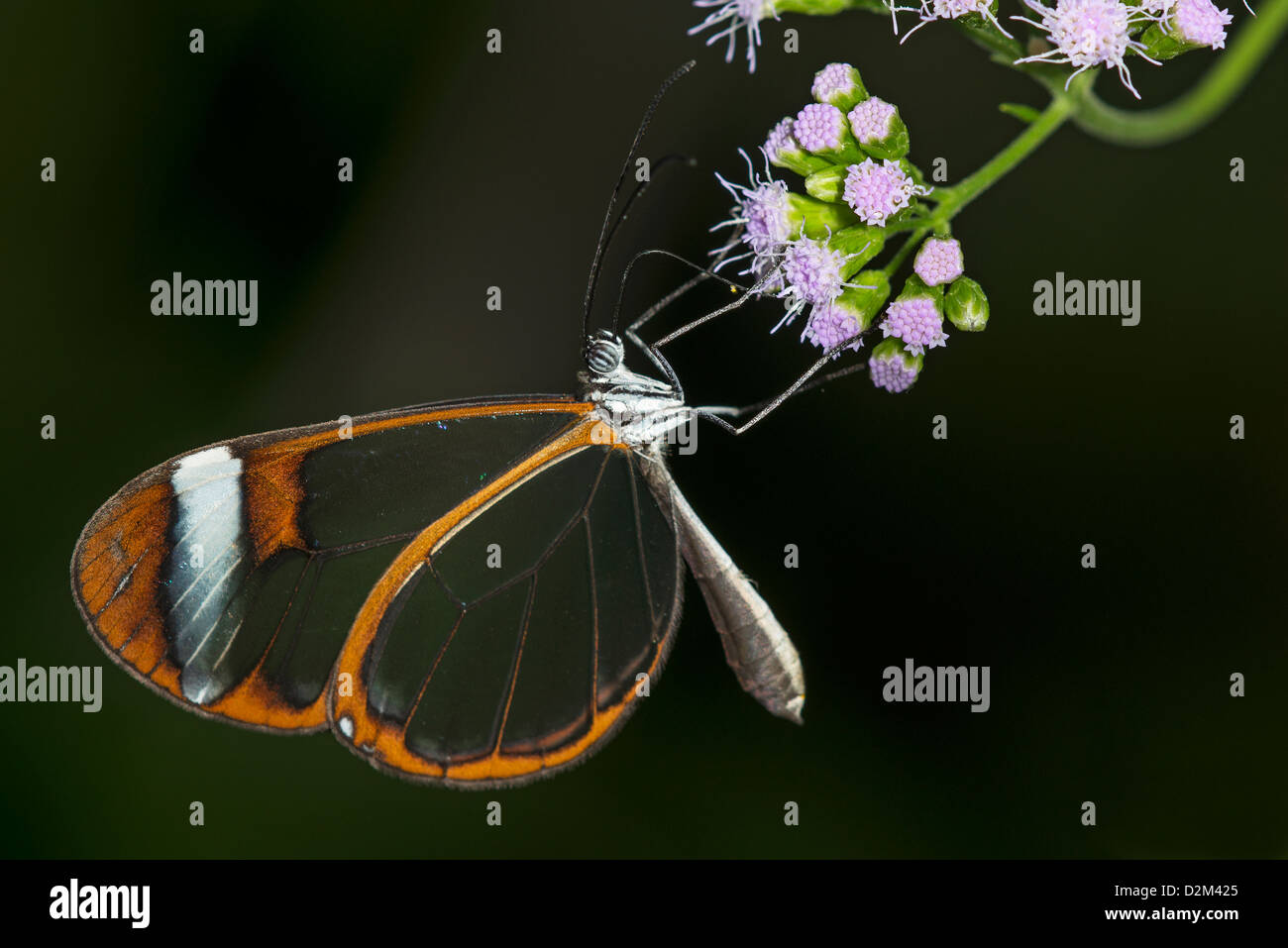 An adult Clearwing butterfly Stock Photo - Alamy