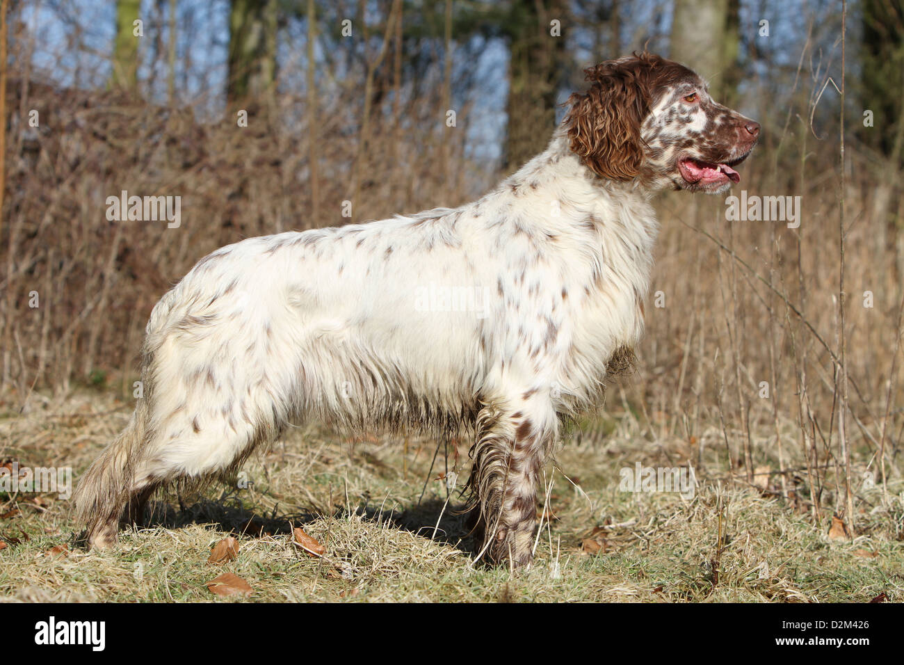 Dog English Setter adult (orange Belton) standing in a meadow Stock ...