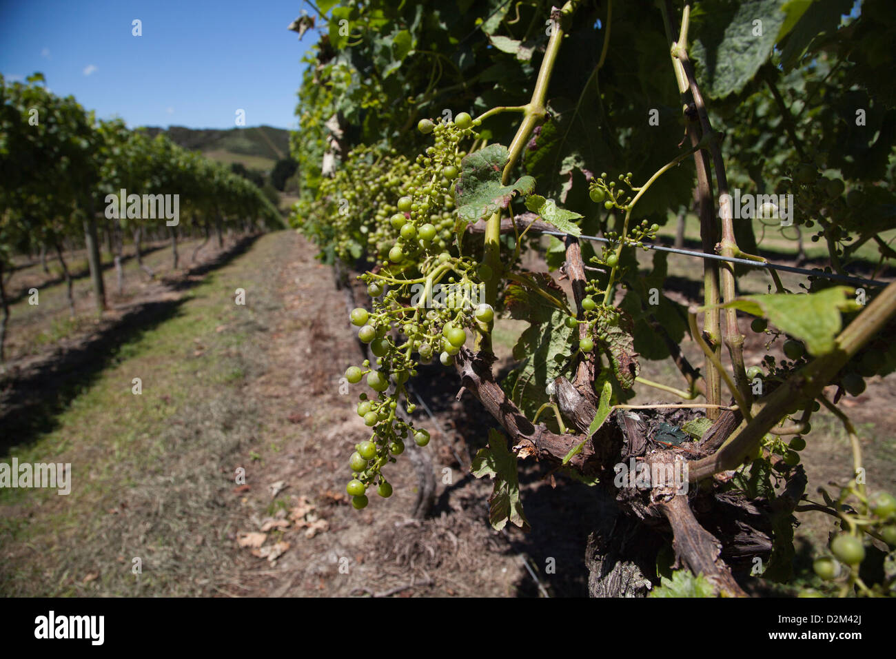green grapes in vineyard, New Zealand wineland landscape Stock Photo ...