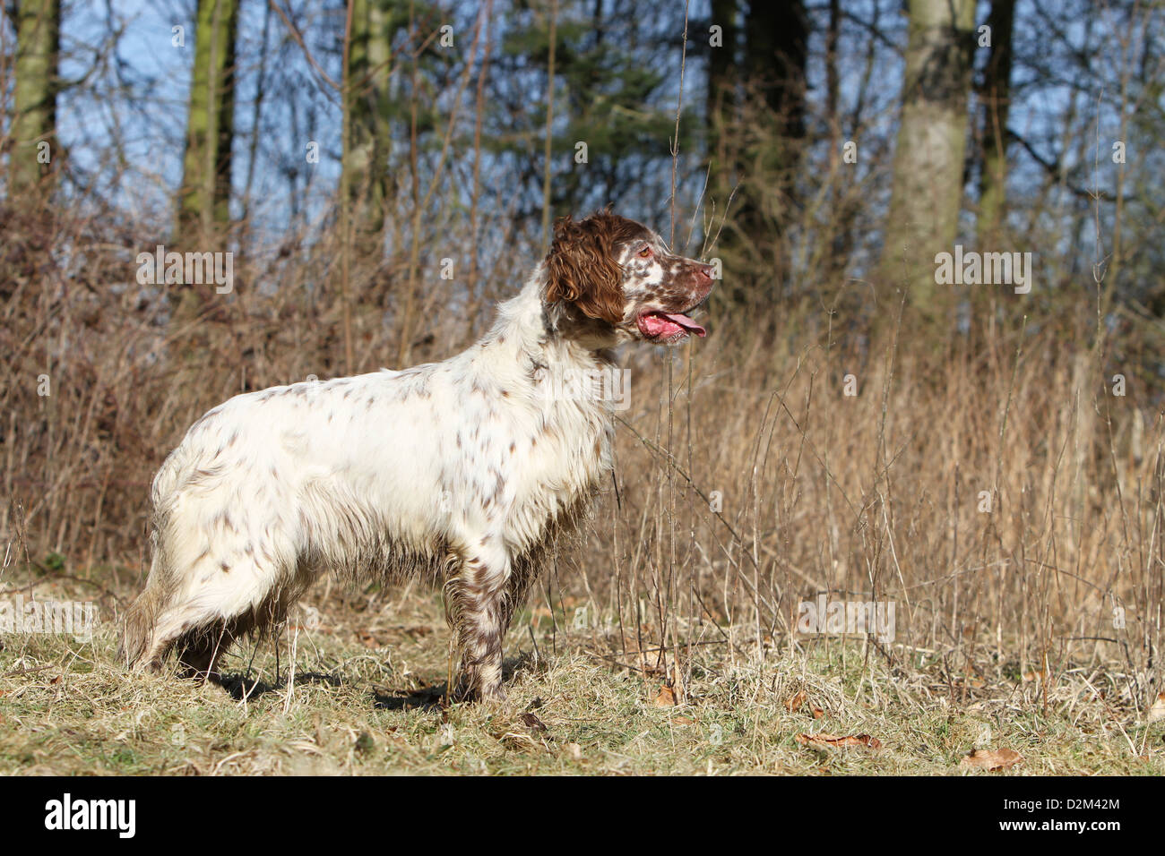 English setter orange belton hi-res stock photography and images - Alamy
