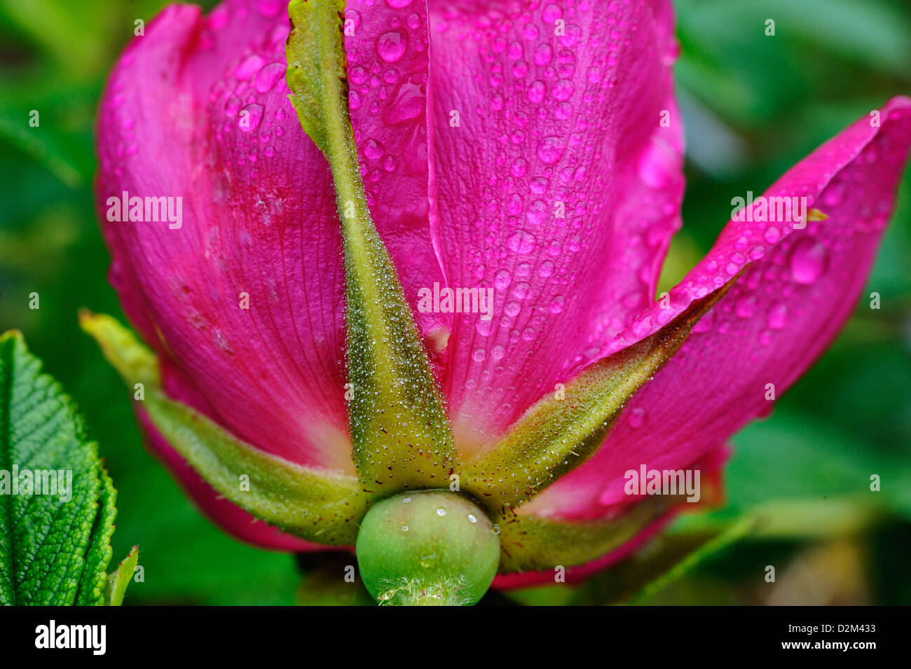 Pink Rugosa High Resolution Stock Photography and Images - Alamy