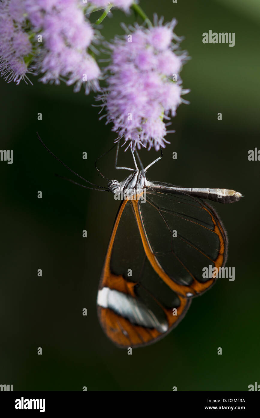 An adult Clearwing butterfly Stock Photo - Alamy