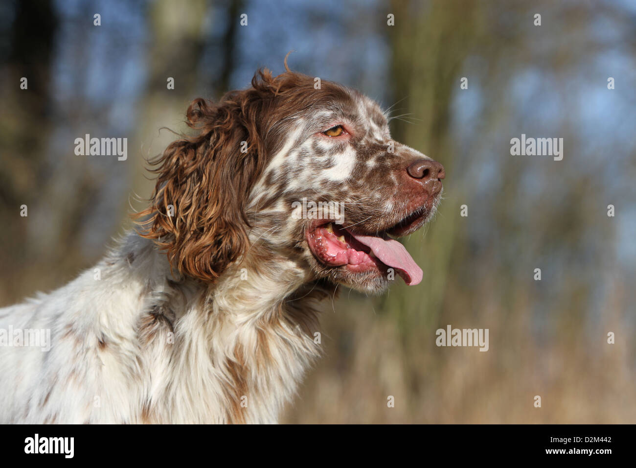 Dog English Setter adult (orange Belton) portrait profile Stock Photo ...