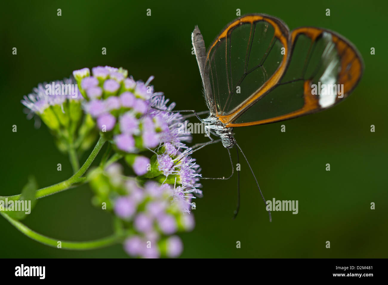 Clearwing butterfly hi-res stock photography and images - Alamy