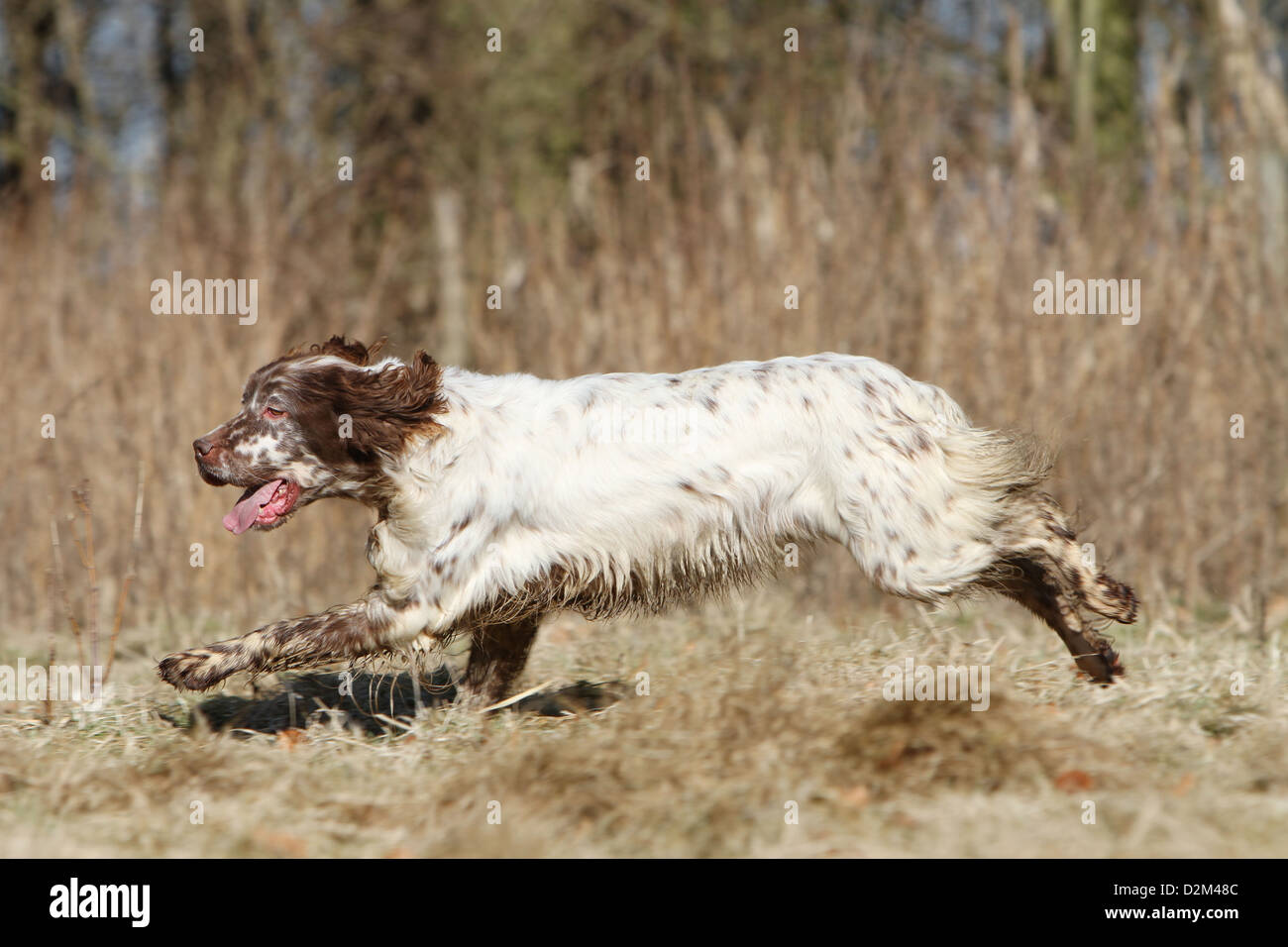 Dog English Setter adult (orange Belton) running in a field Stock Photo ...