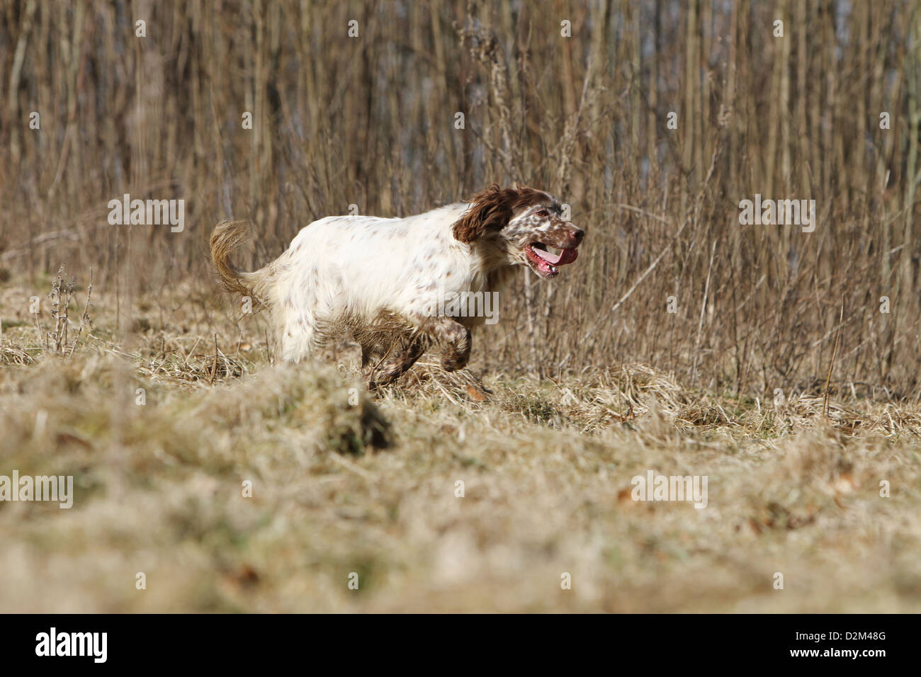 Dog English Setter adult (orange Belton) running in a field Stock Photo ...