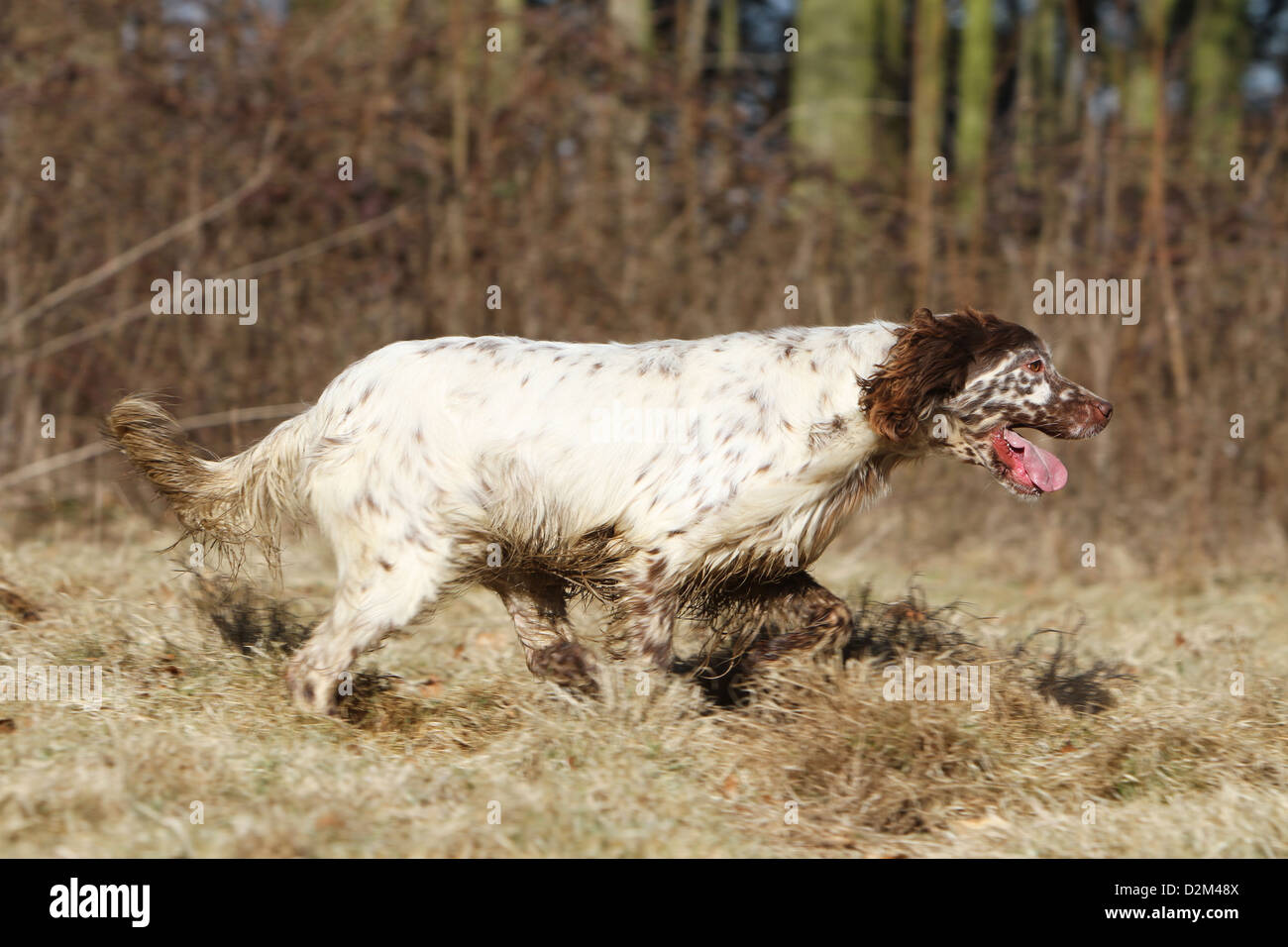 Dog English Setter adult (orange Belton) running in a field Stock Photo ...