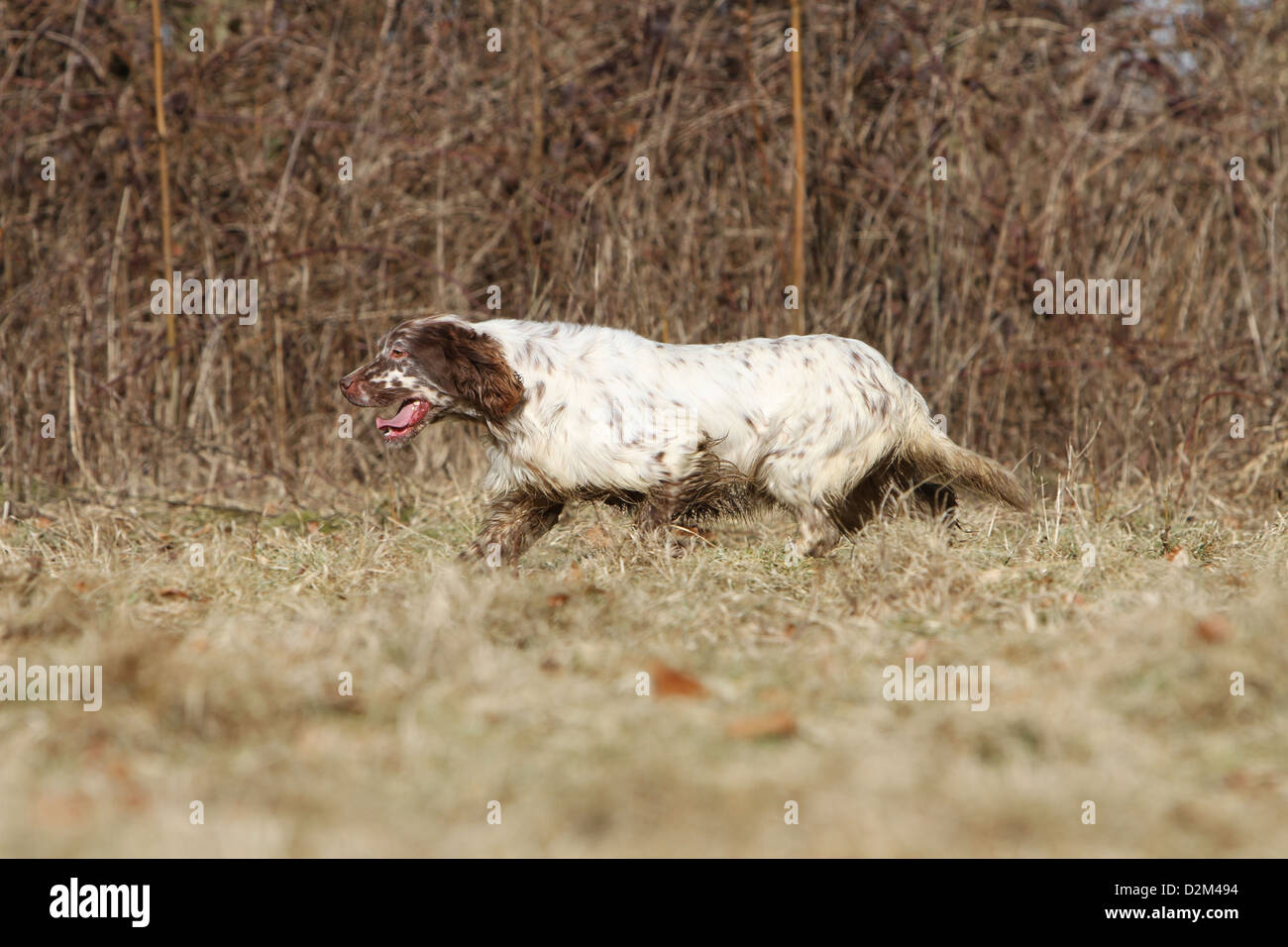 Dog English Setter adult (orange Belton) running in a field Stock Photo ...