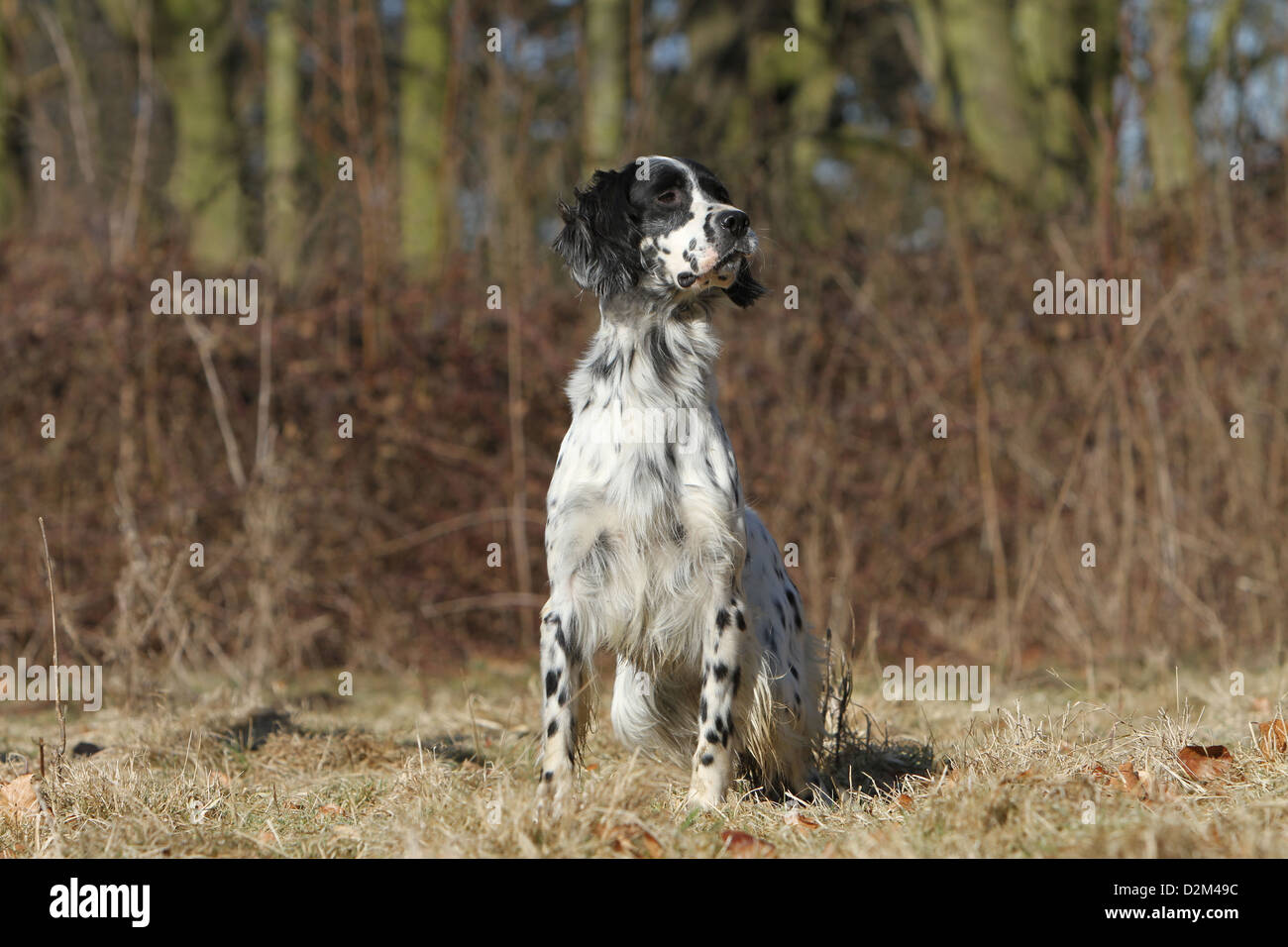 English setter in profile hi-res stock photography and images - Alamy