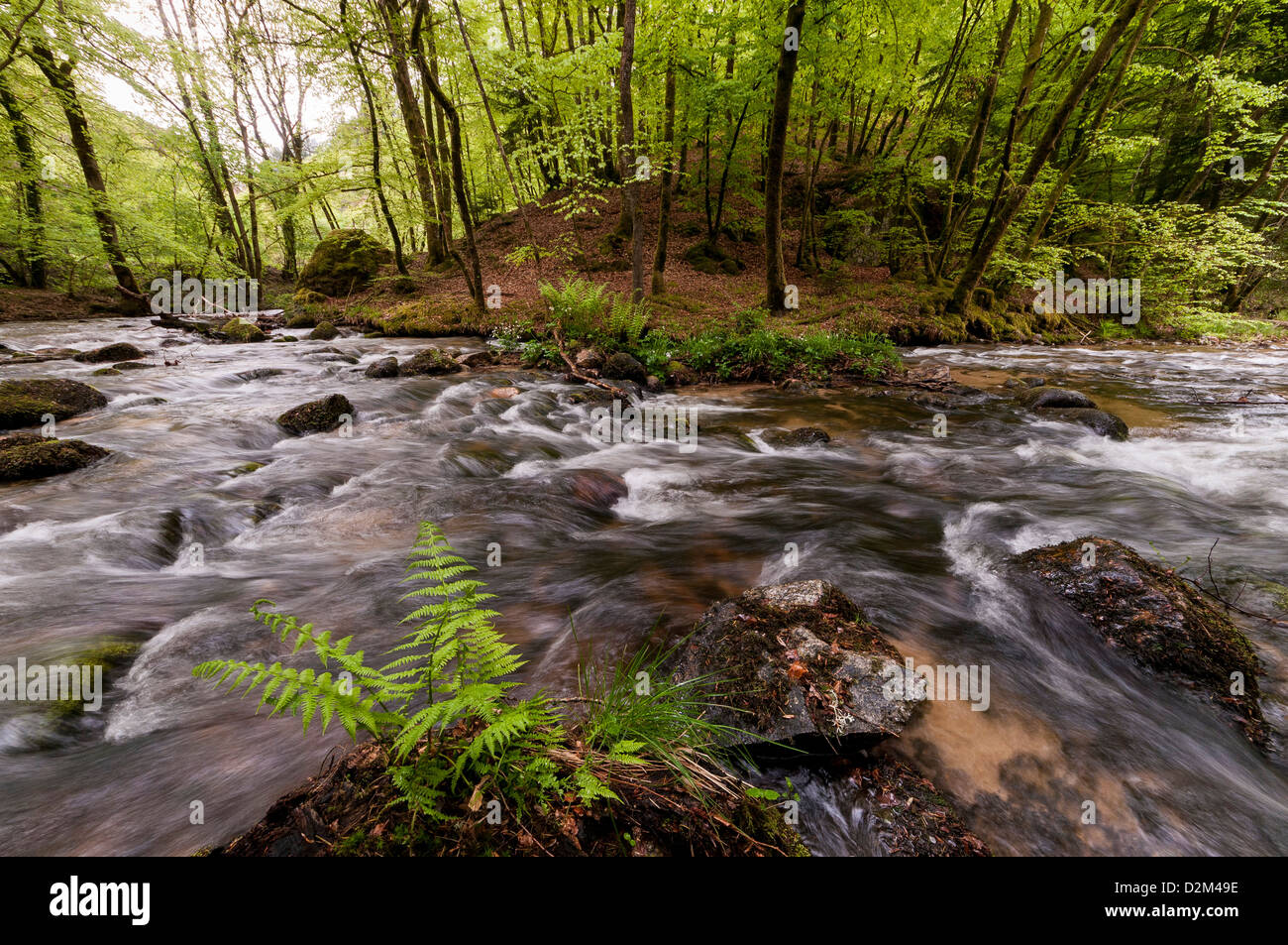 Brook in forest Stock Photo - Alamy