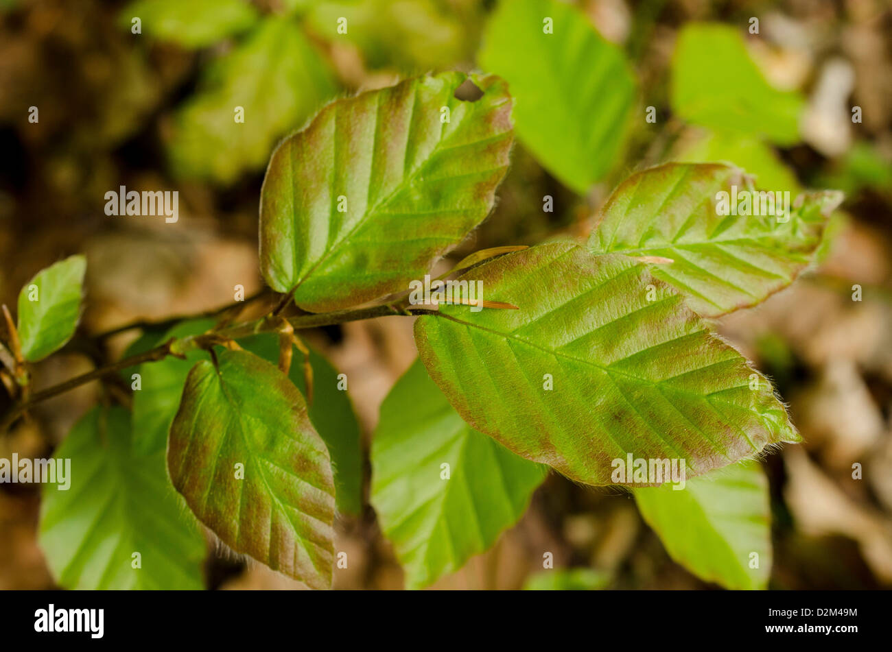 Detail of a beech hi-res stock photography and images - Alamy