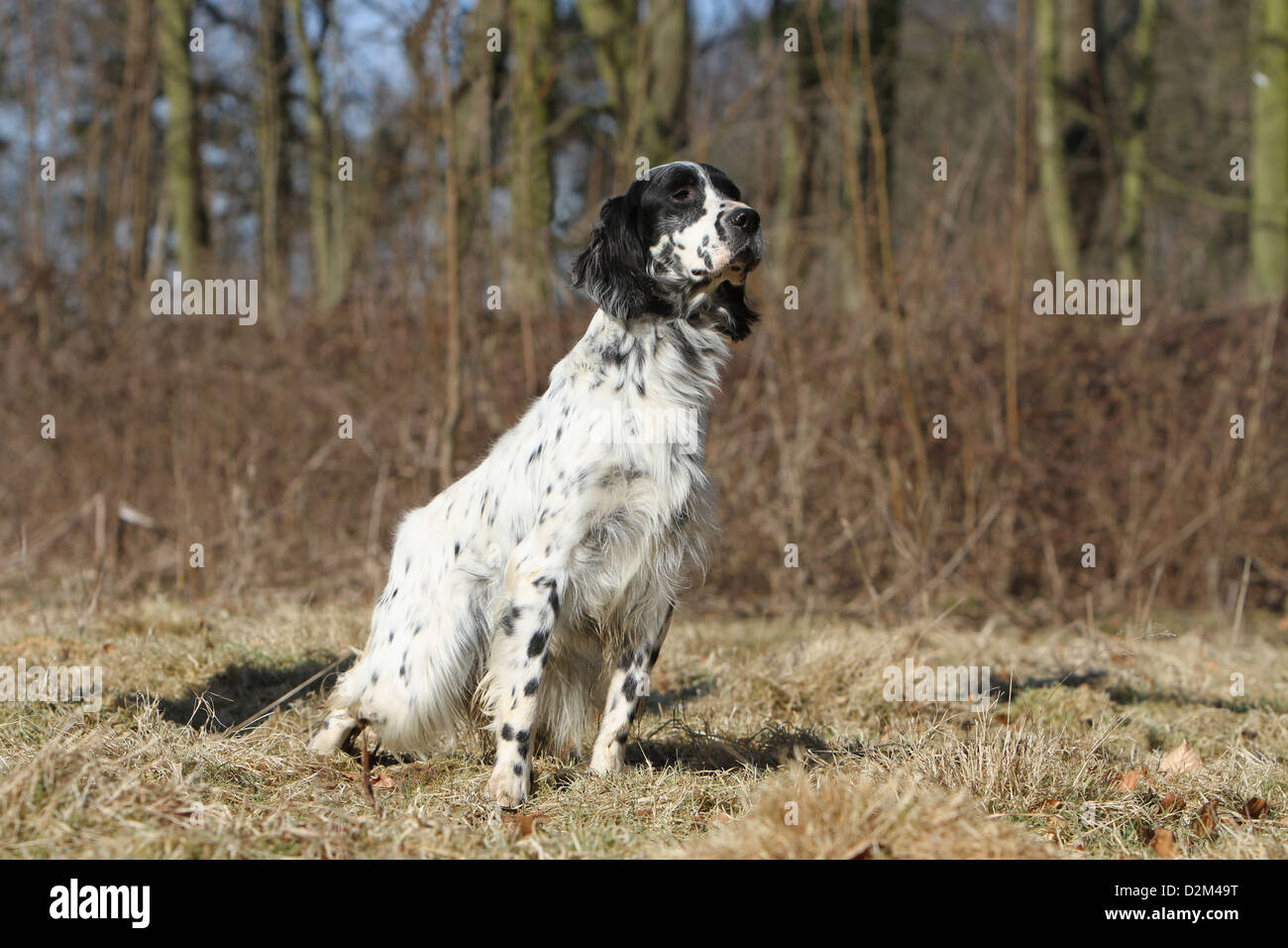 Dog English Setter adult (blue Belton) sitting in a meadow Stock Photo ...
