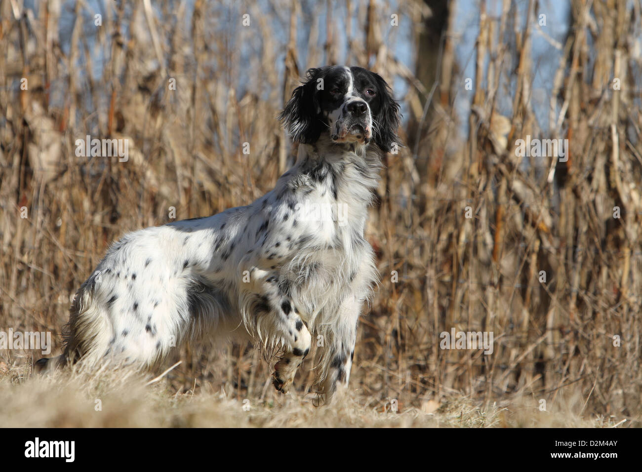 Dog English Setter adult (blue Belton) standing in a field paw raised ...