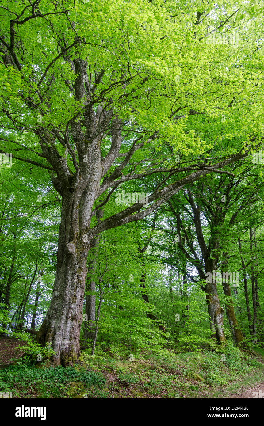 Grove beech hi-res stock photography and images - Alamy