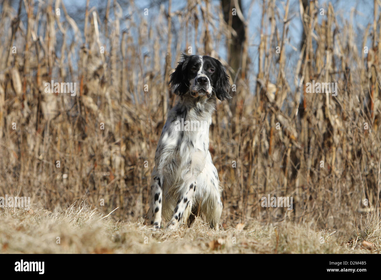 Dog English Setter adult (blue Belton) standing in a field Stock Photo ...