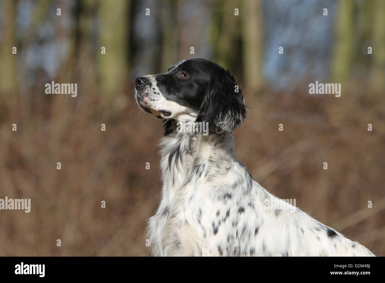 Dog English Setter adult (blue Belton) portrait profile Stock Photo - Alamy