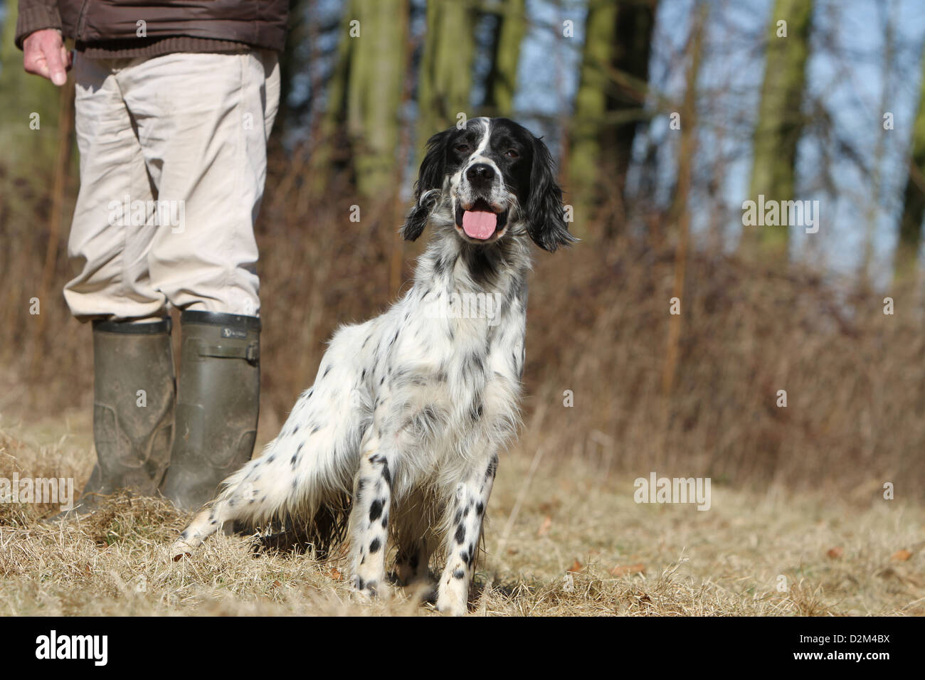 Dog English Setter adult (blue Belton) sitting beside a hunter in a ...