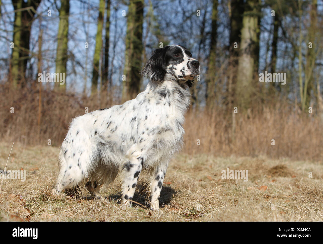 Dog English Setter adult (blue Belton) standing in a field Stock Photo ...