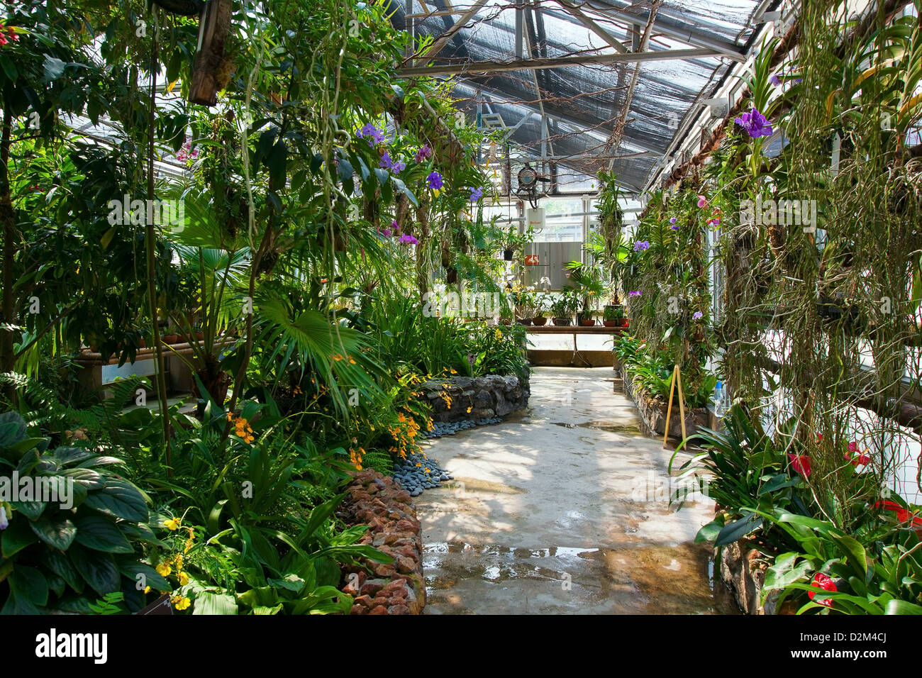 interior of a greenhouse for growing plants Stock Photo - Alamy