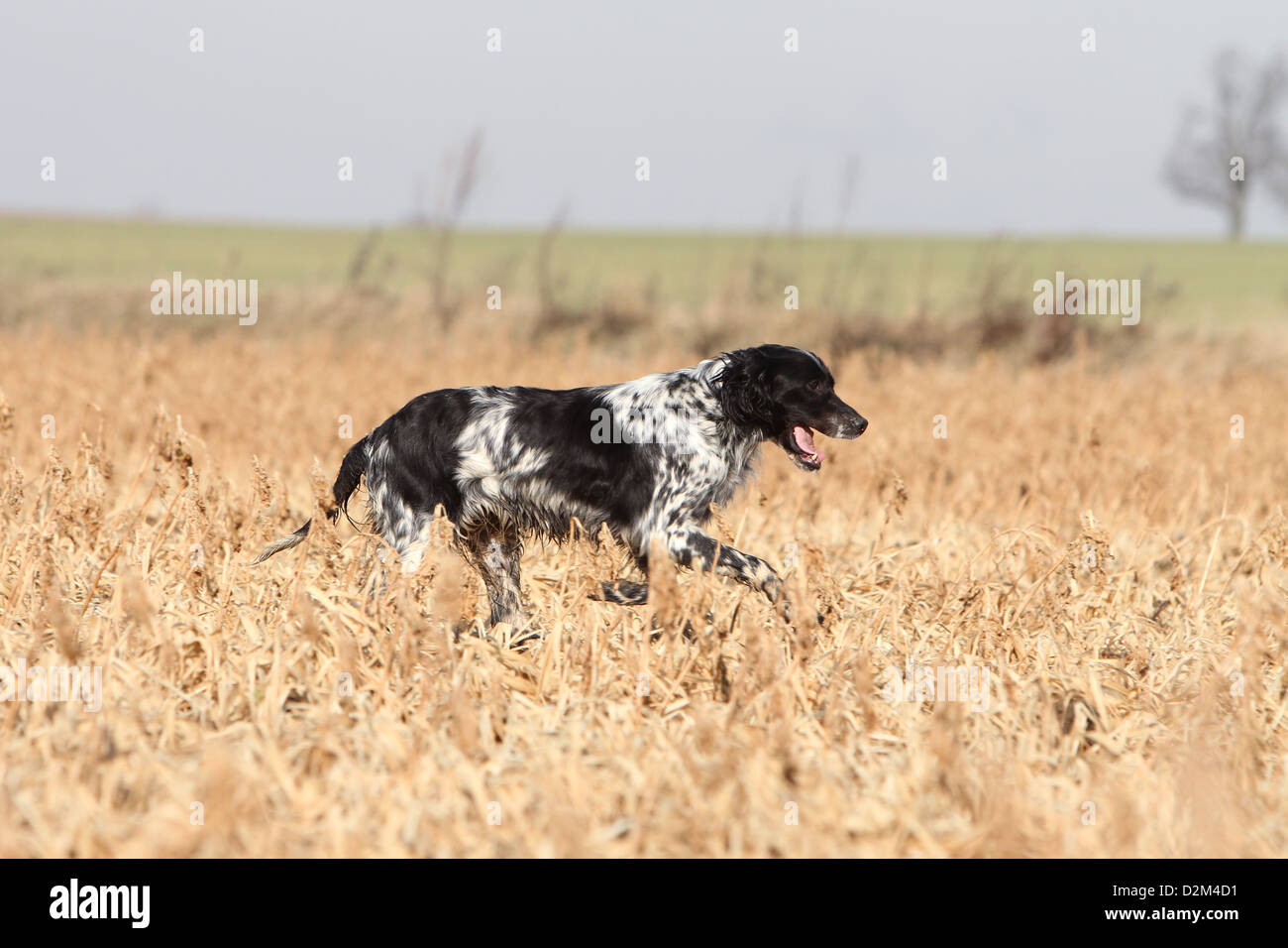 Dog English Setter adult (blue Belton) running in a field Stock Photo ...