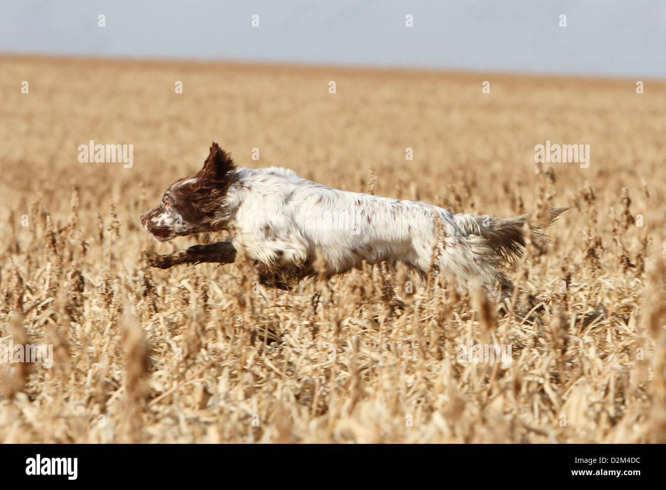 Orange belton setter hi-res stock photography and images - Alamy