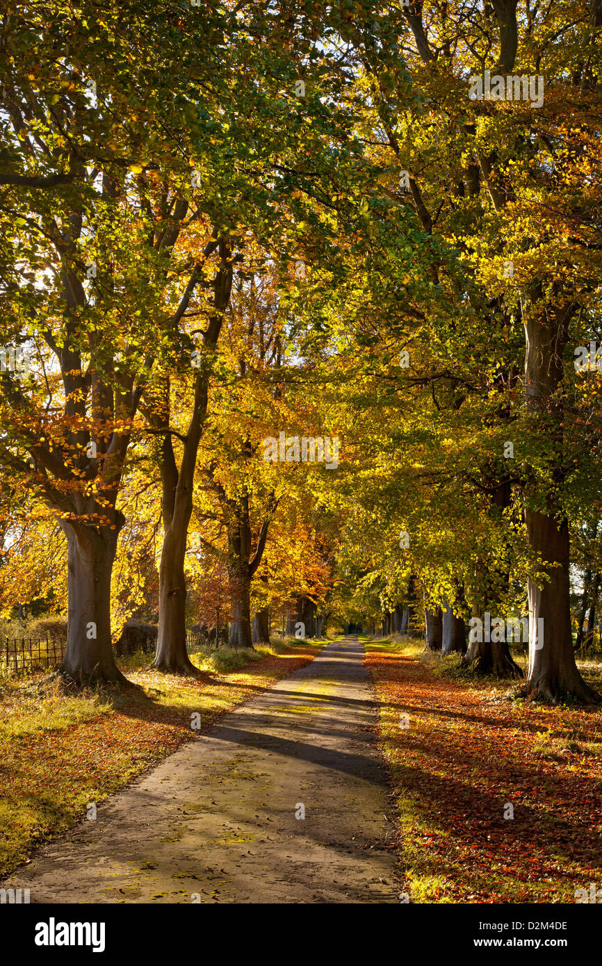 Woods in Stonesfield, Oxfordshire, UK Stock Photo - Alamy