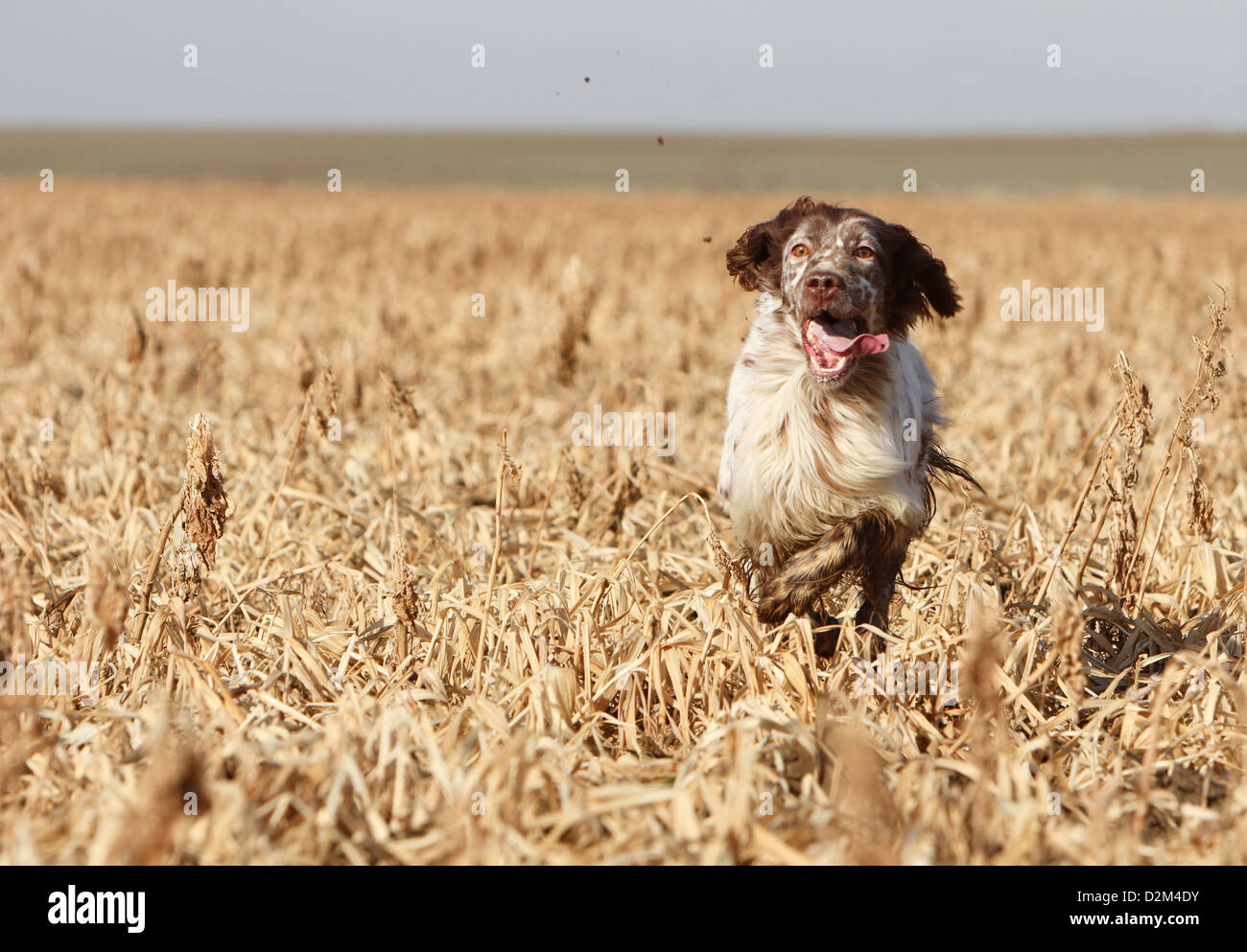 English setter orange belton hi-res stock photography and images - Alamy