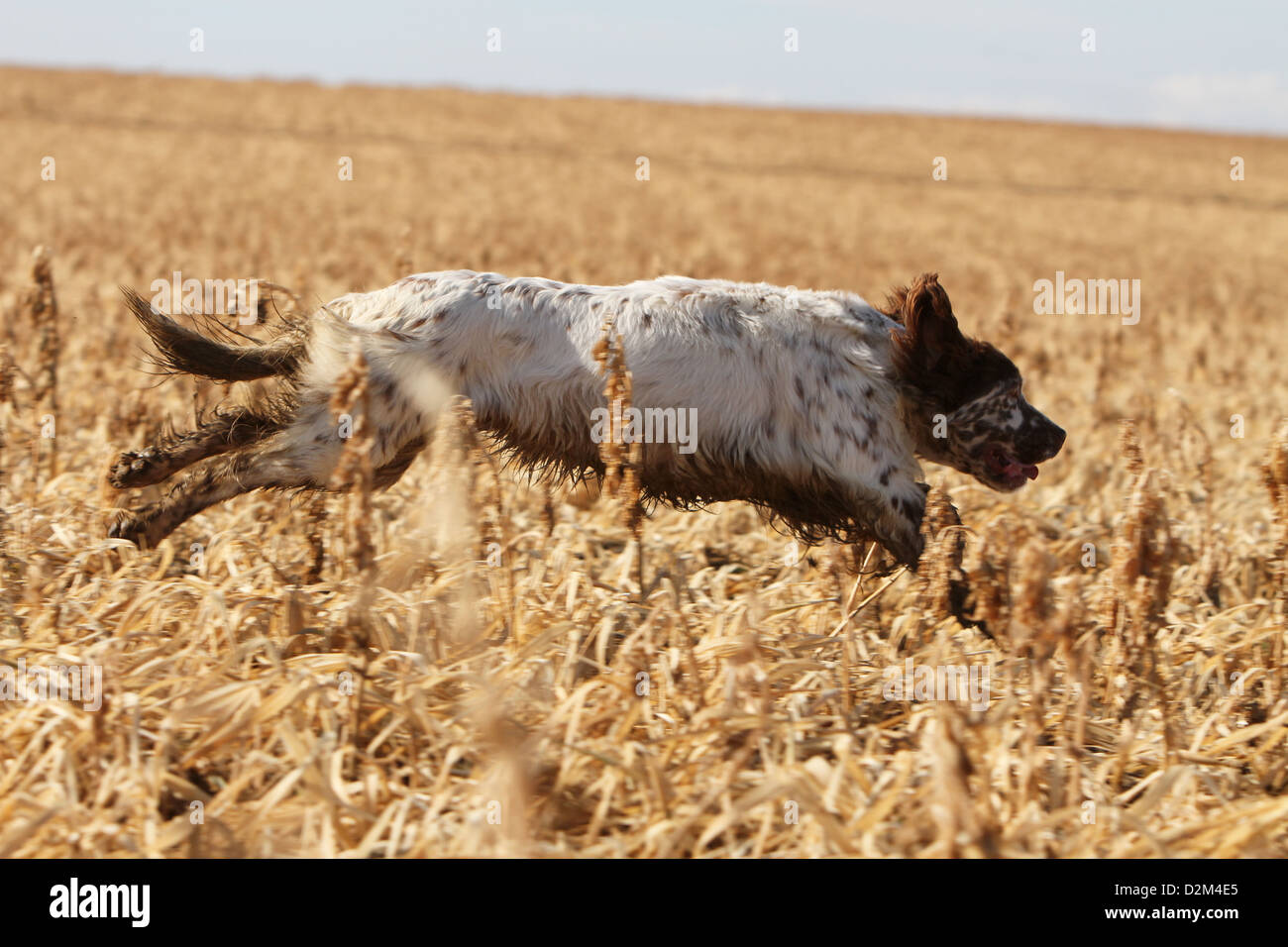 Orange belton setter hi-res stock photography and images - Alamy