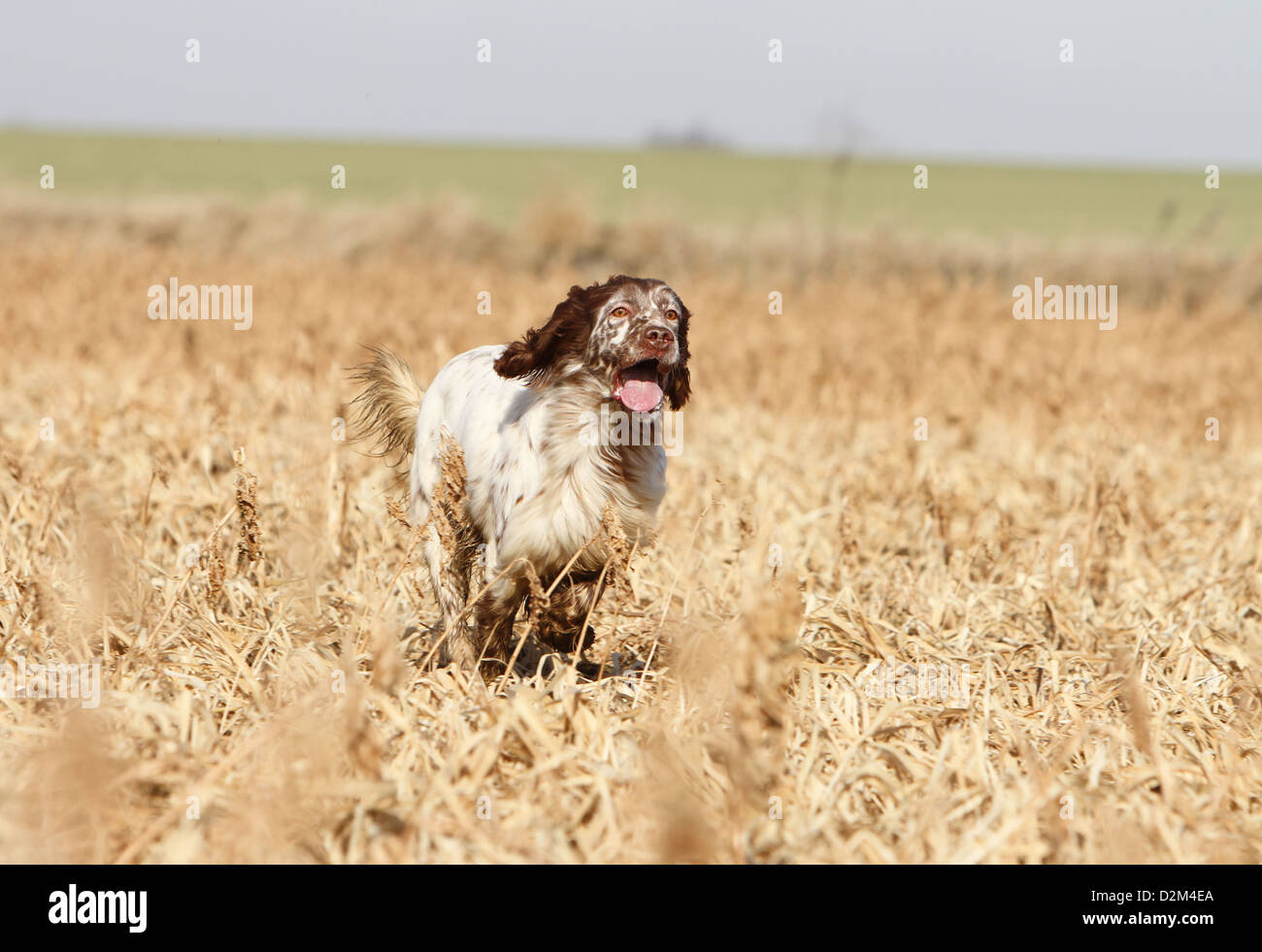 Dog English Setter adult (orange Belton) running in a field Stock Photo ...