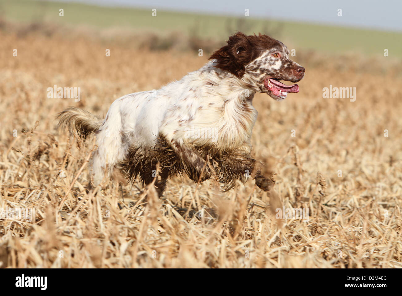 Dog English Setter adult (orange Belton) running in a field Stock Photo ...
