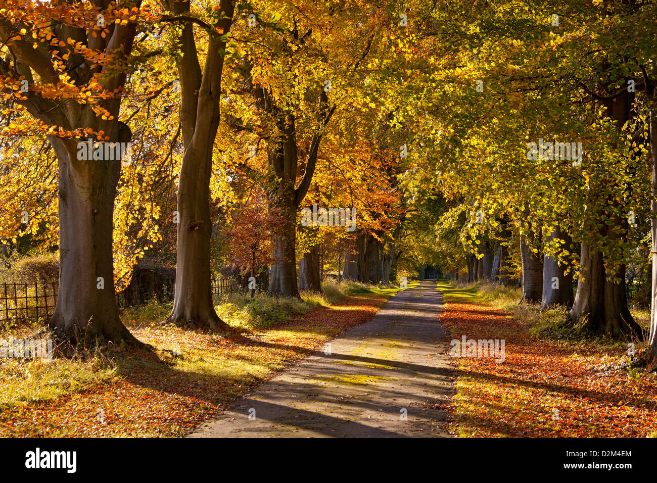 Stonesfield woods hi-res stock photography and images - Alamy