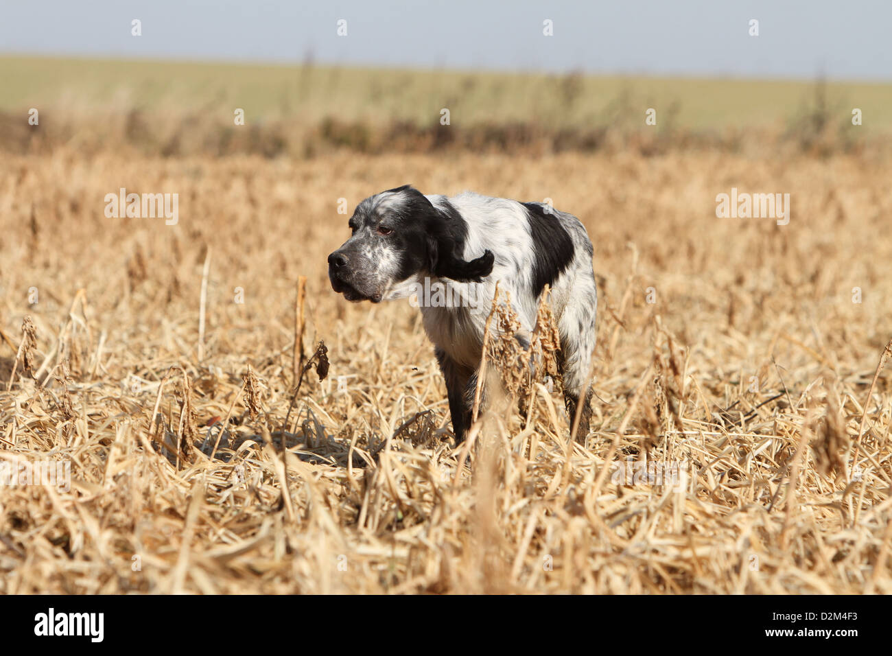 Dog English Setter adult (blue Belton) standing in a field Stock Photo ...