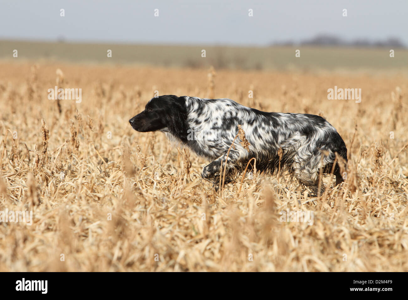 Dog English Setter adult (blue Belton) standing in a field paw raised ...
