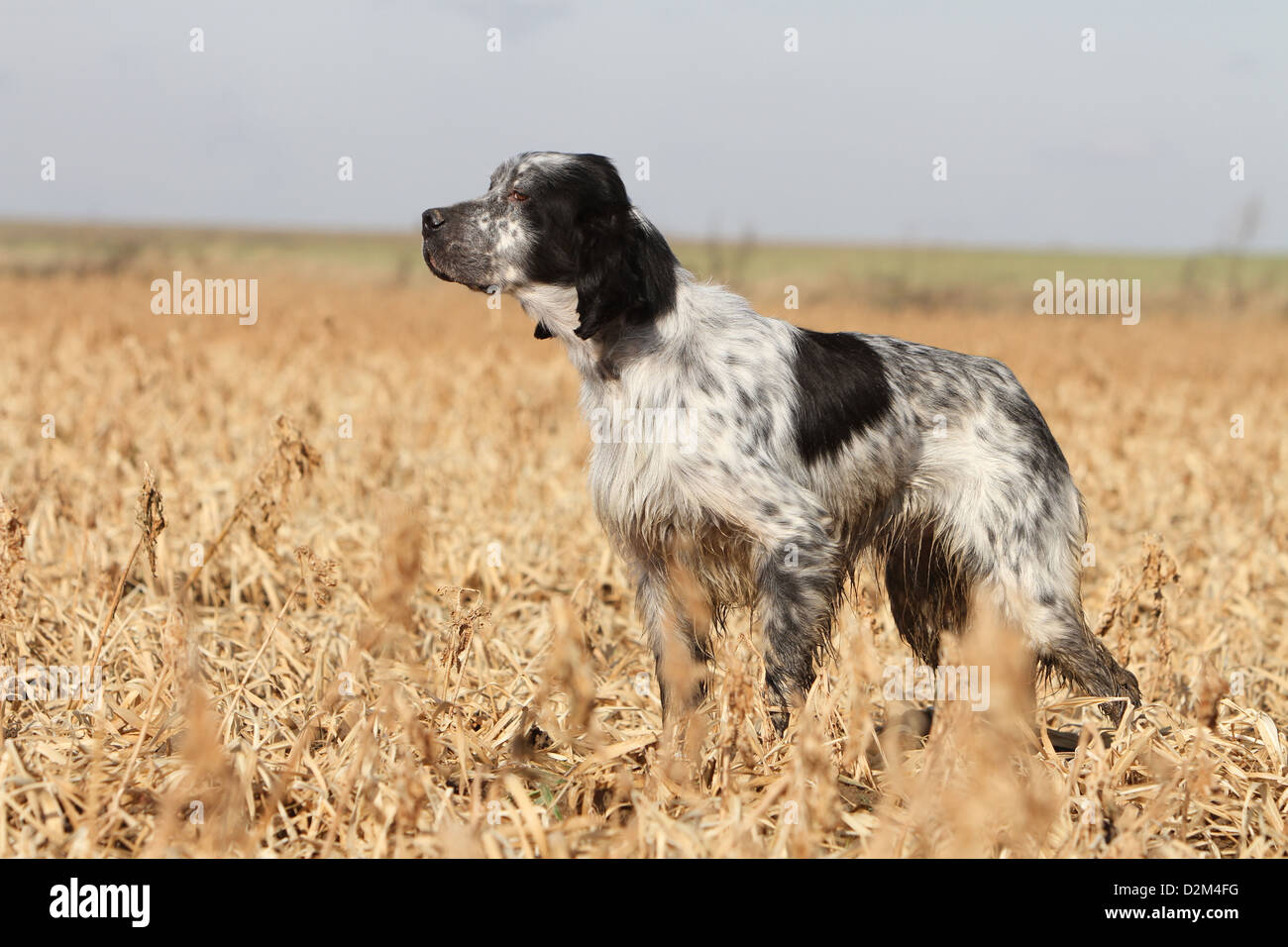 Dog English Setter adult (blue Belton) standing in a field Stock Photo ...