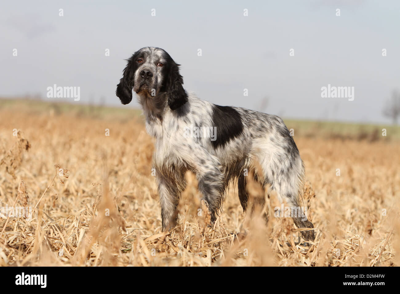 Dog English Setter adult (blue Belton) standing in a field Stock Photo ...