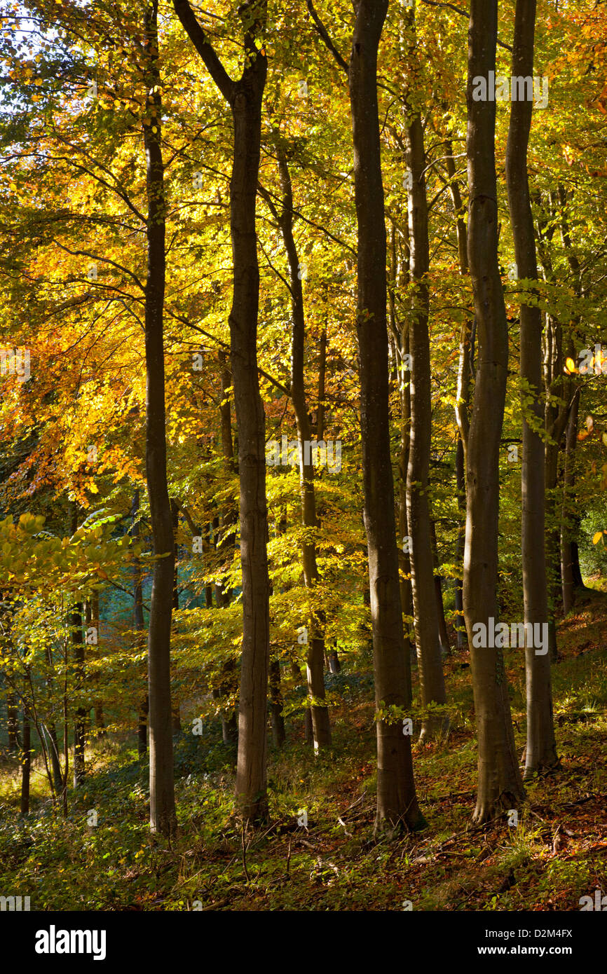 Stonesfield oxfordshire hi-res stock photography and images - Alamy