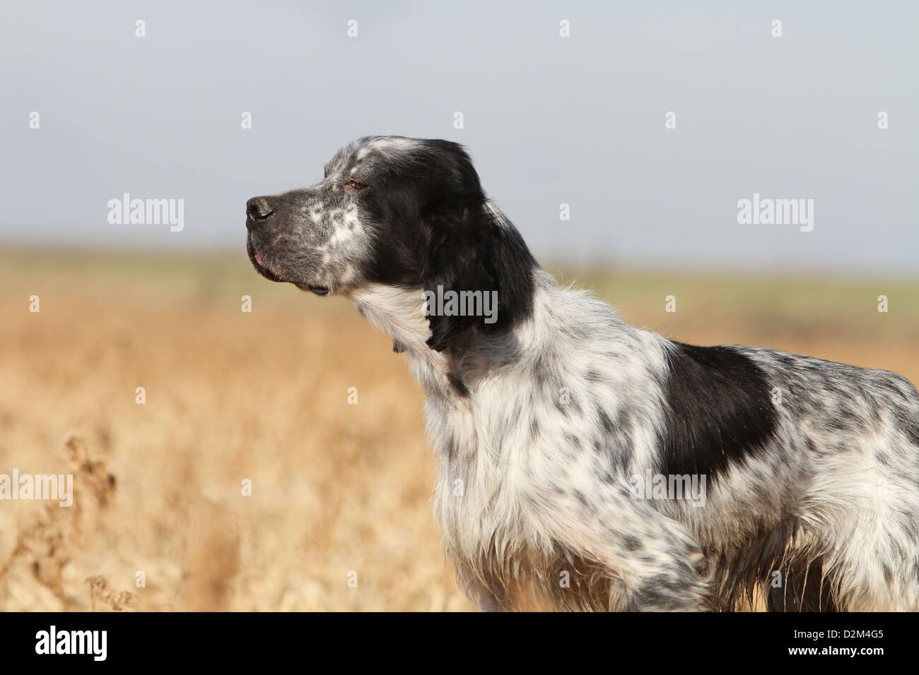 Dog English Setter adult (blue Belton) portrait profile Stock Photo - Alamy