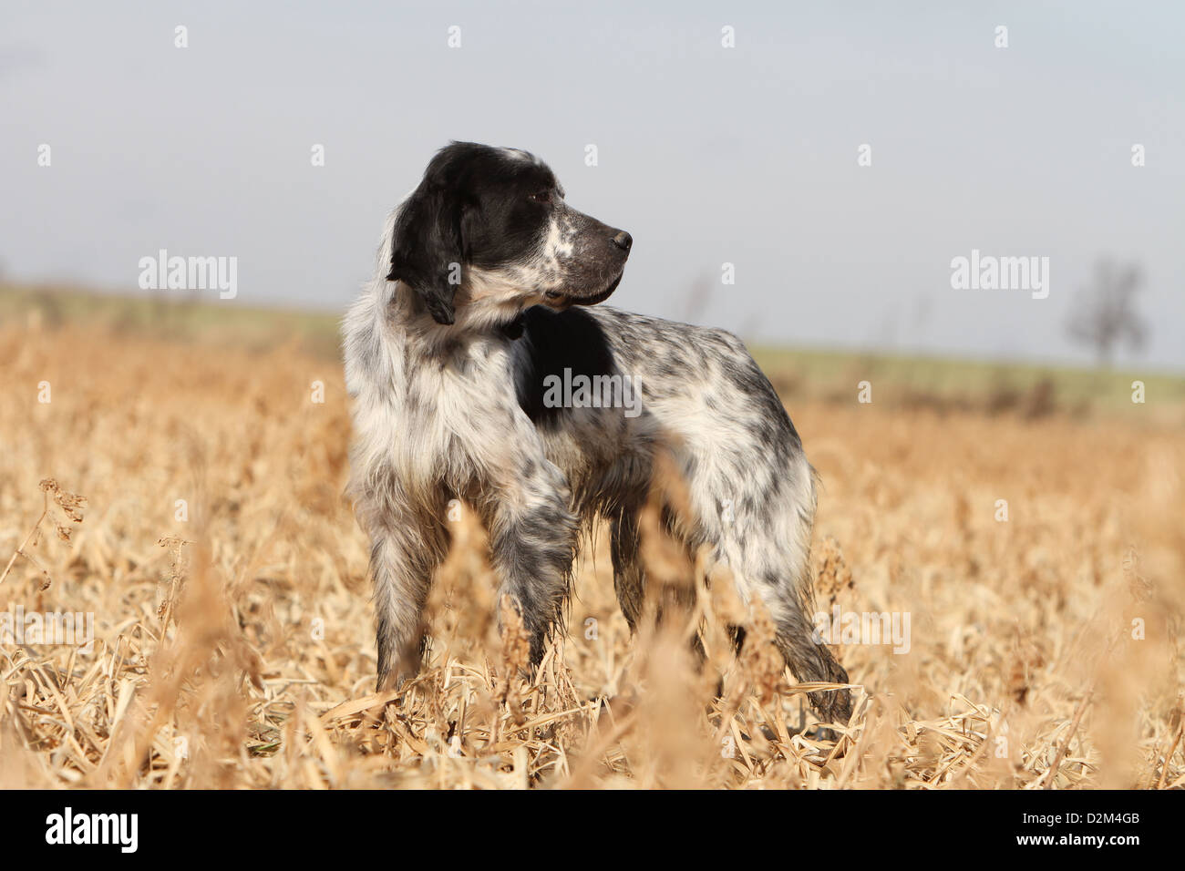 Dog English Setter adult (blue Belton) standing in a field Stock Photo ...