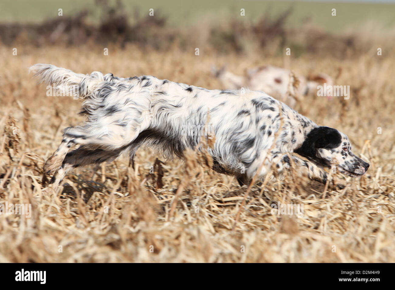 Dog English Setter adult (blue Belton) running in a field Stock Photo ...