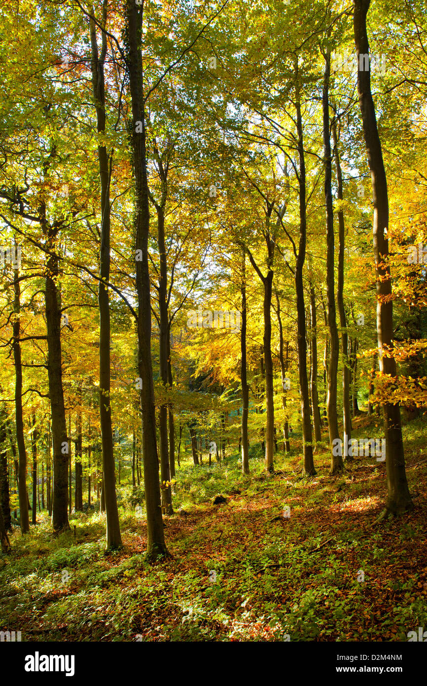 Woods in Stonesfield, Oxfordshire, UK Stock Photo - Alamy