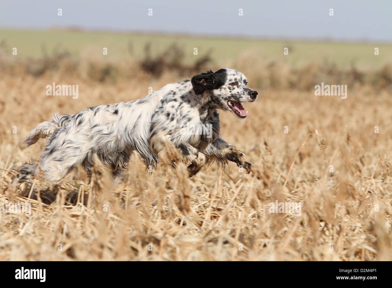 Dog English Setter adult (blue Belton) running in a field Stock Photo ...